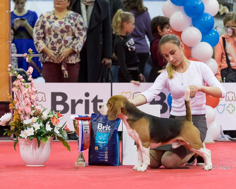 Irina Matvienko — Международный выставочный рейтинг шоу собак