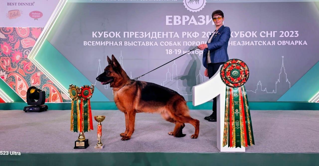 ZETA DI CASA AMIGO — Международный выставочный рейтинг шоу собак